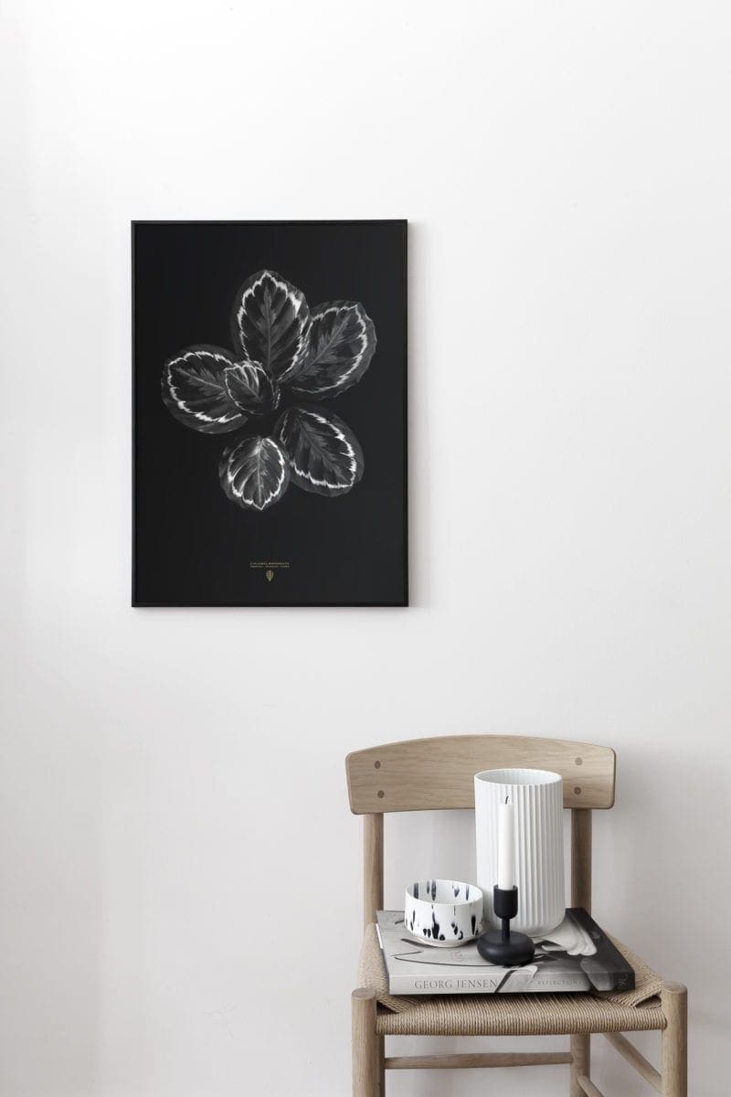 Coco Lapine, Calathea Roseopicta poster - THE POSTER CLUB